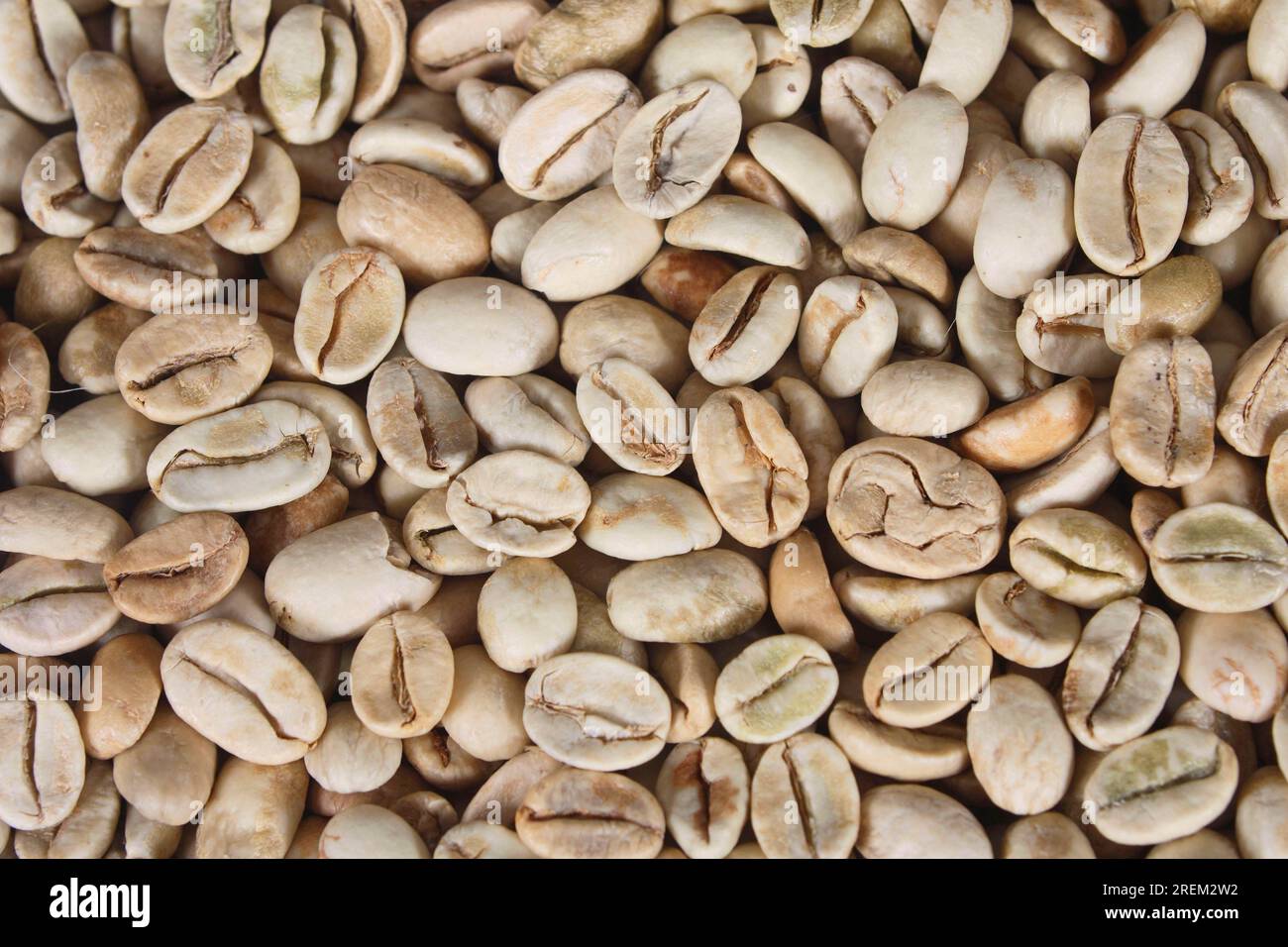 (Coffea arabica), Monsooned Malabar, raw, coffee bean, green coffee ...