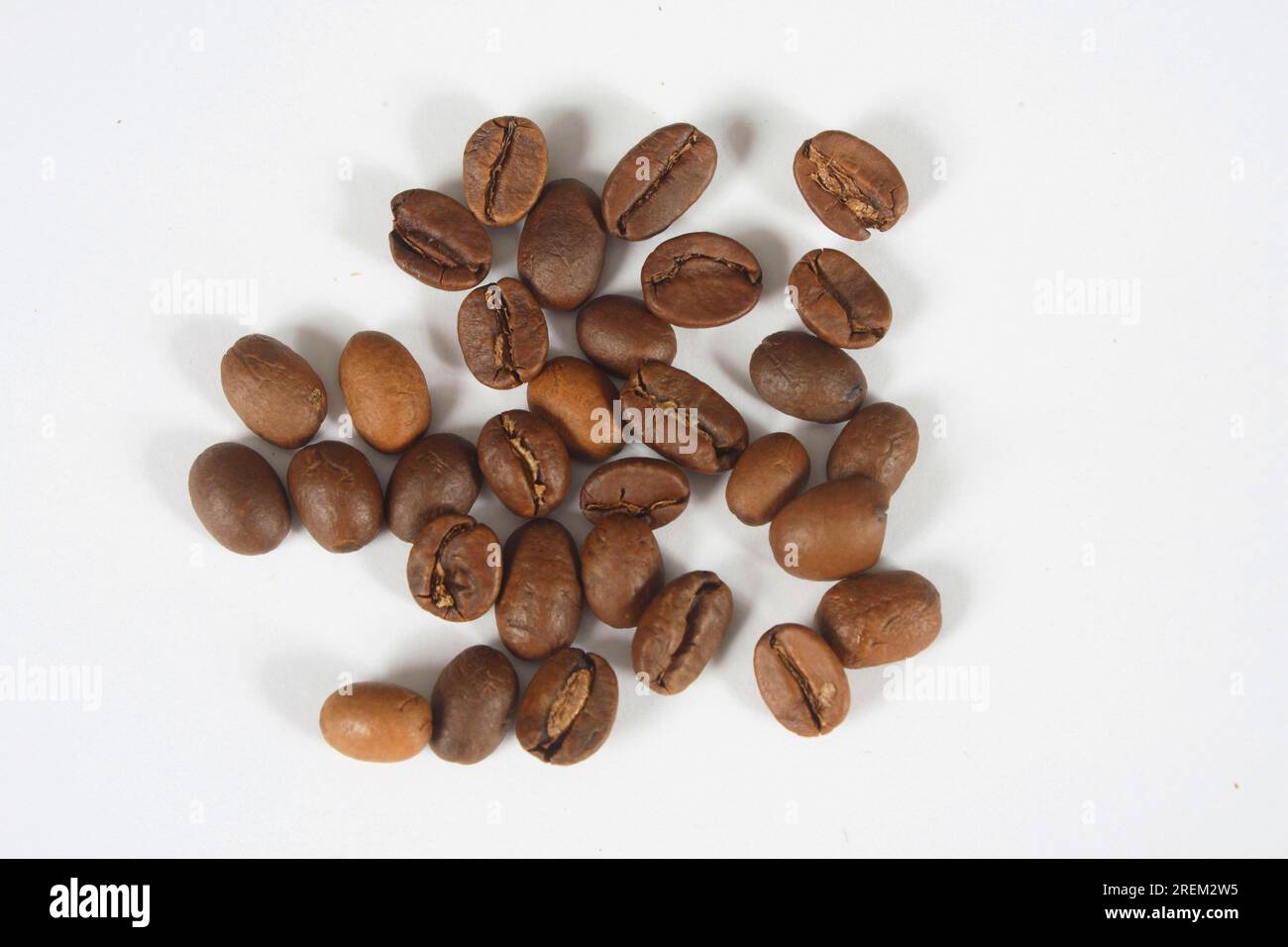 Coffee (Coffea arabica) beans India Monsooned Malabar, roasted Stock ...