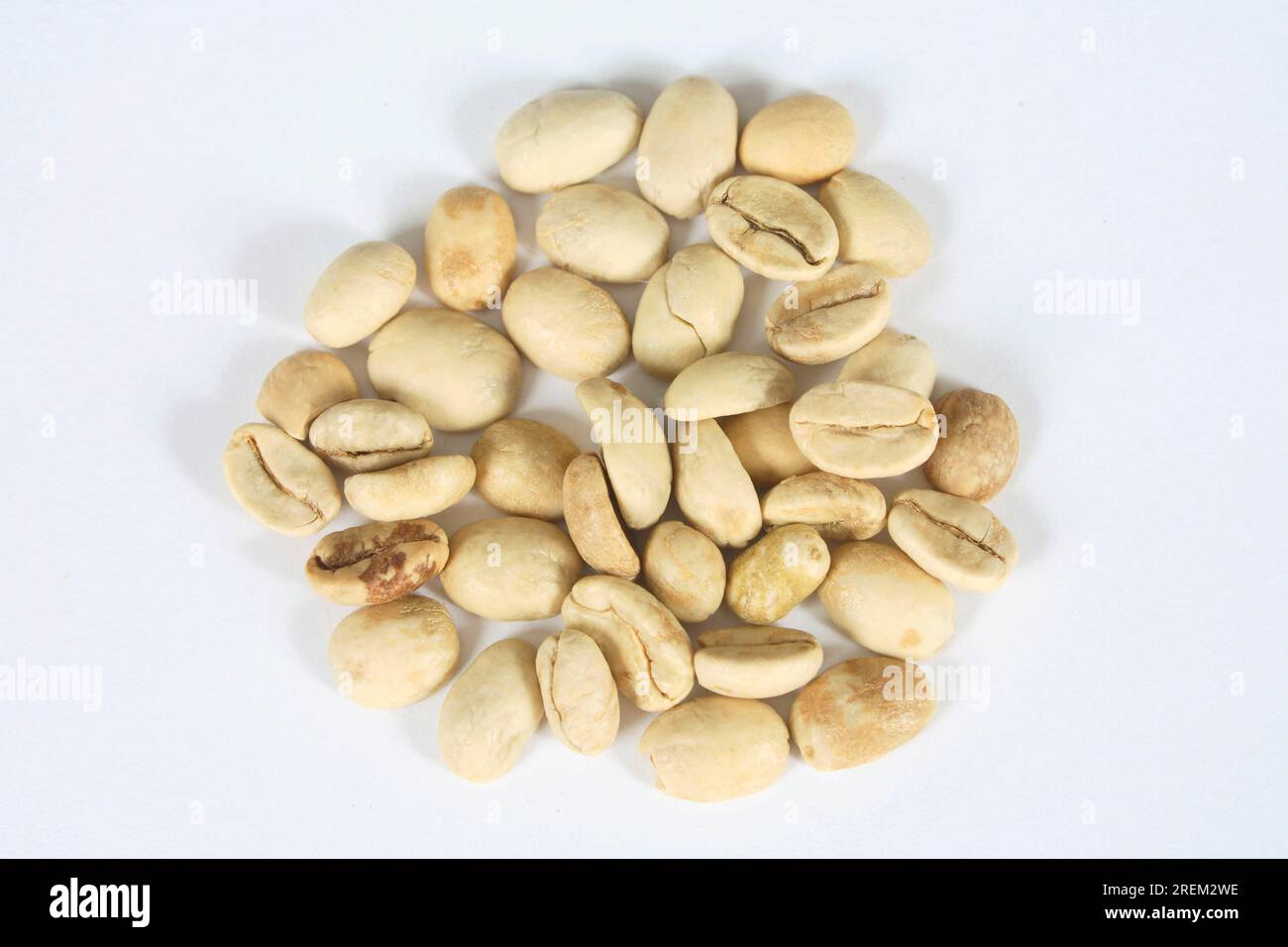 Coffee (Coffea arabica) beans India Monsooned Malabar, raw Stock Photo ...