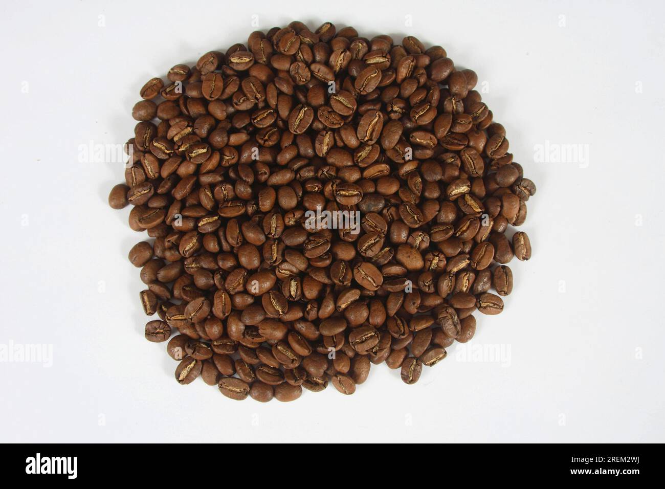 Coffee (Coffea arabica) beans Jamaica Blue Mountain, roasted Stock ...