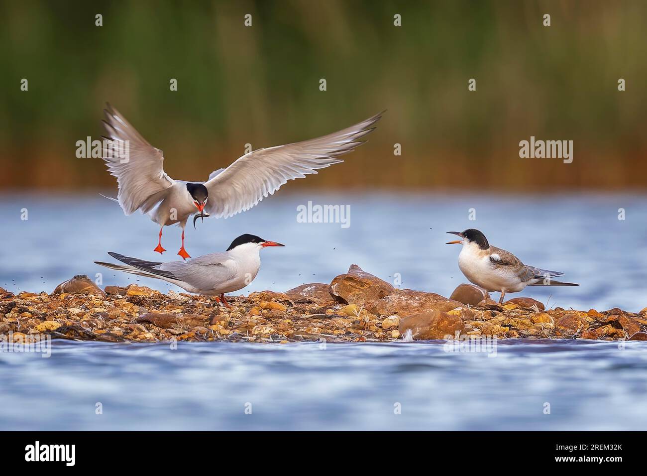 Common Tern (Sterna hirundo) Pair with young bird on a gravel bank ...