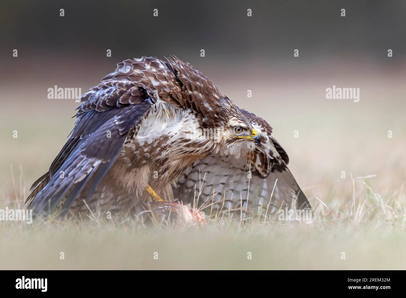 Mantling prey hi-res stock photography and images - Alamy