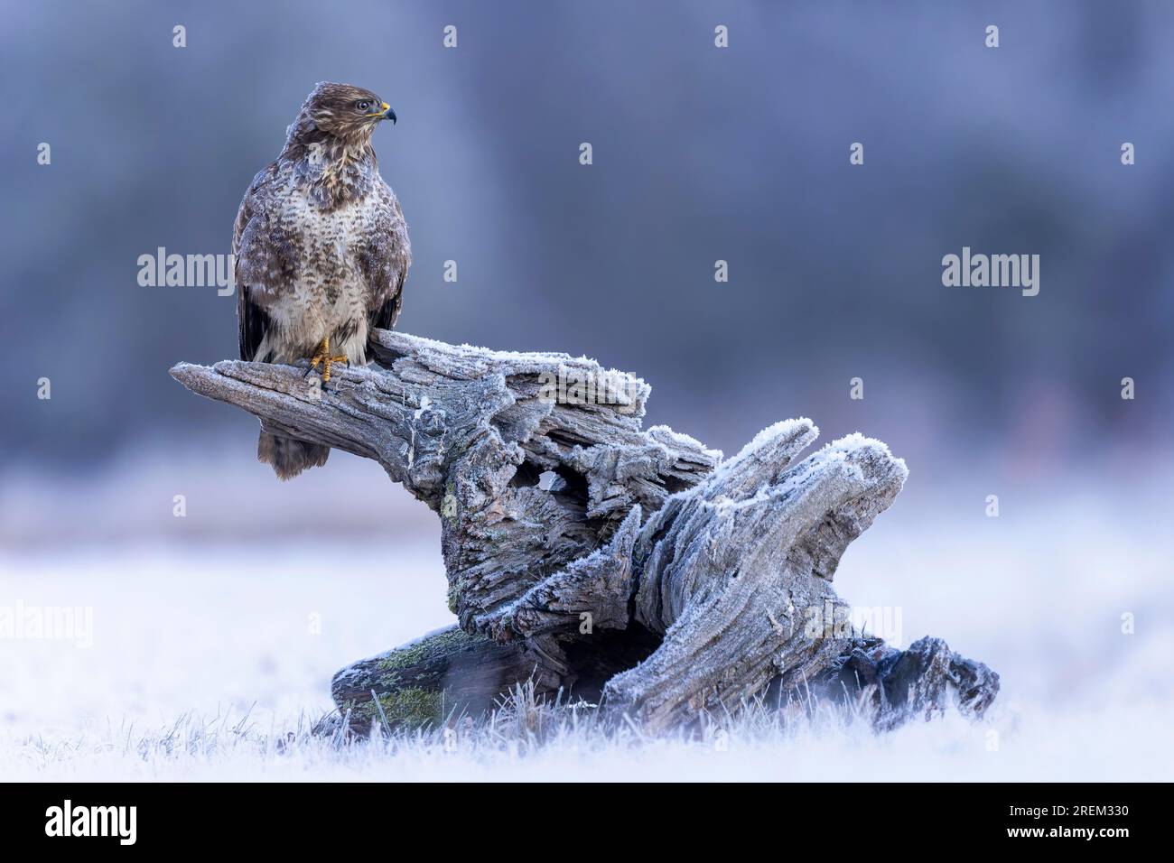 Common steppe buzzard (Buteo buteo) sitting on old root, light morph ...