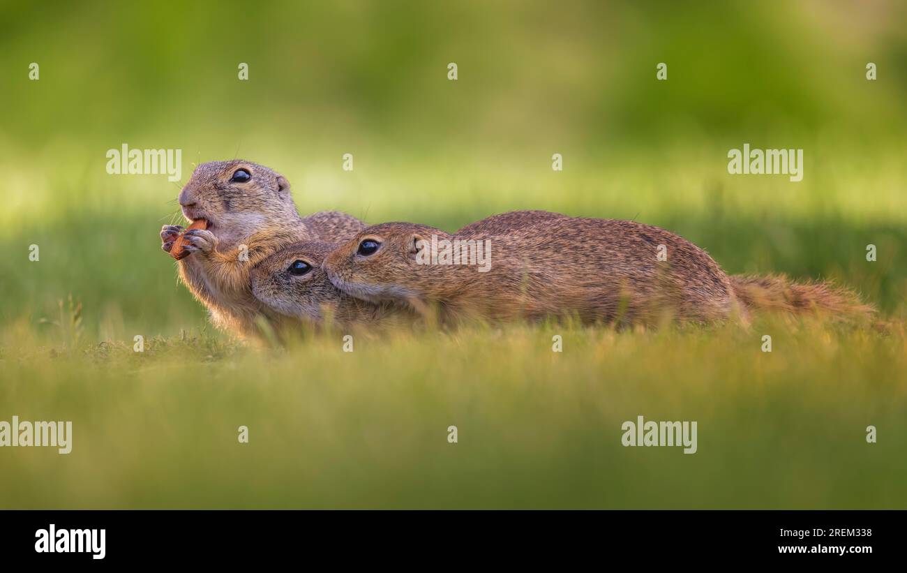 European ground squirrel (Spermophilus citellus) curious and interested ...