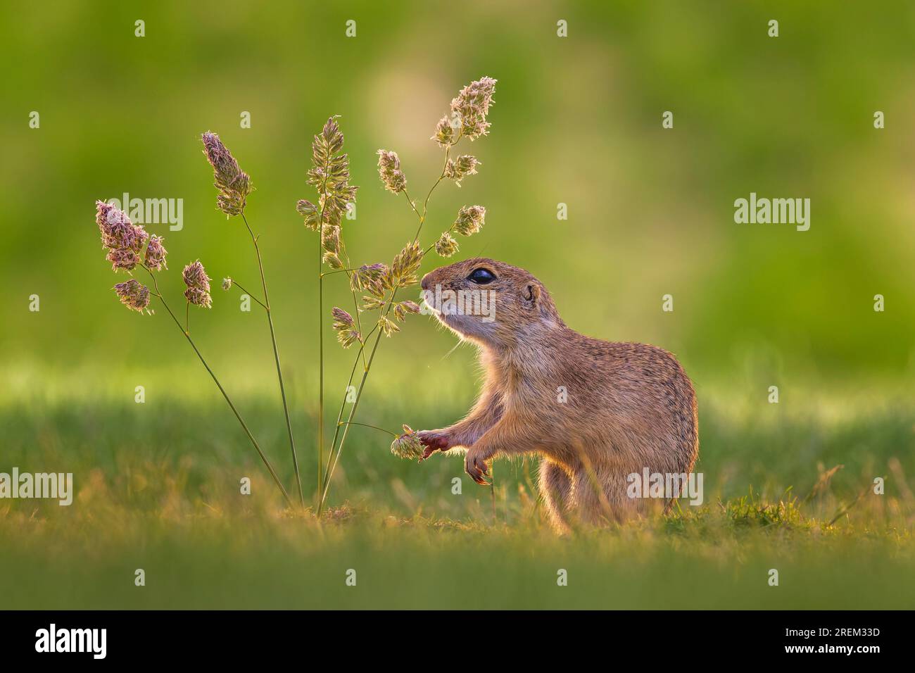 European ground squirrel (Spermophilus citellus) foraging for food ...