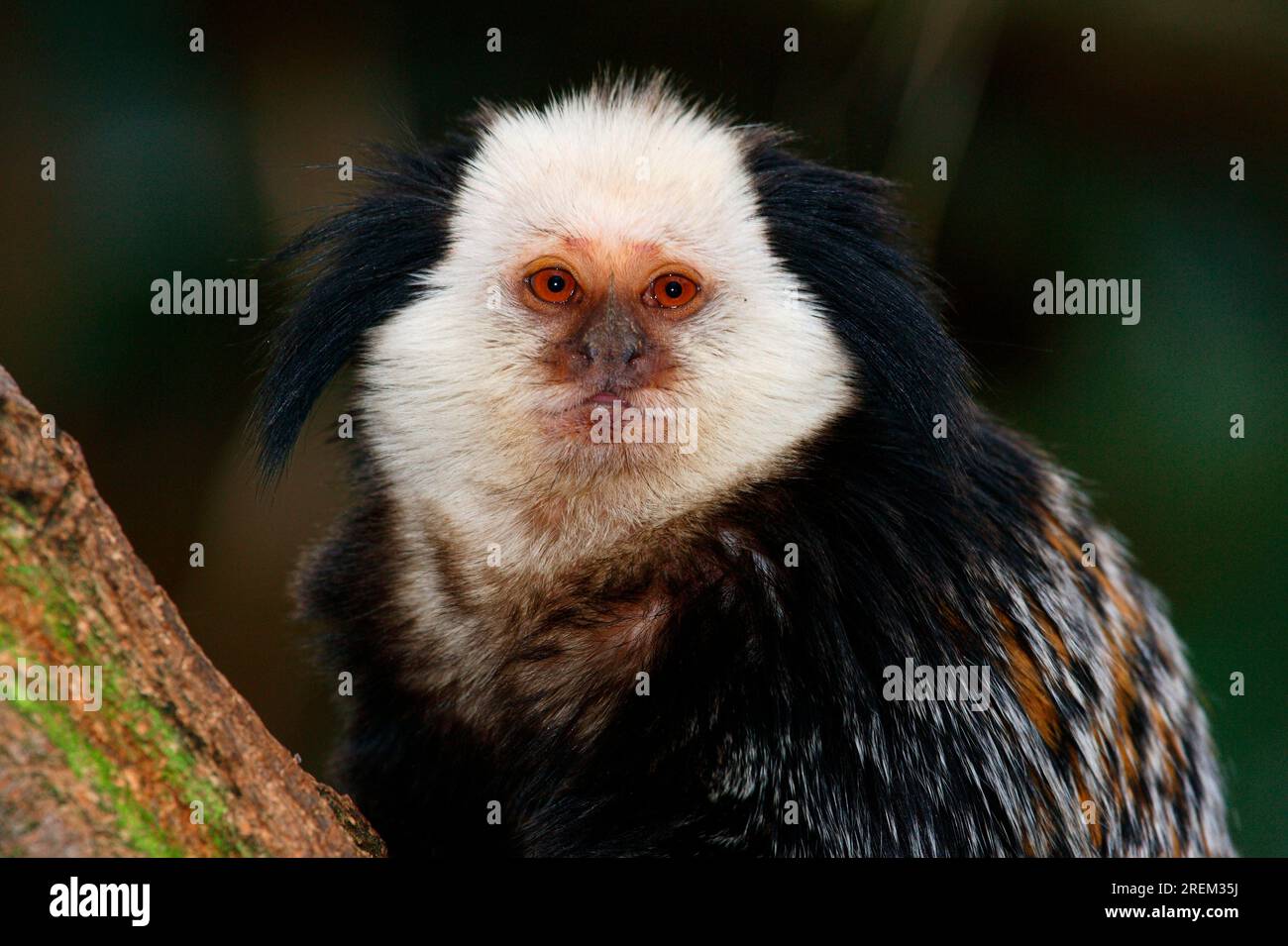 White-faced Marmoset (Callithrix jacchus geoffroyi), Geoffroy's ...