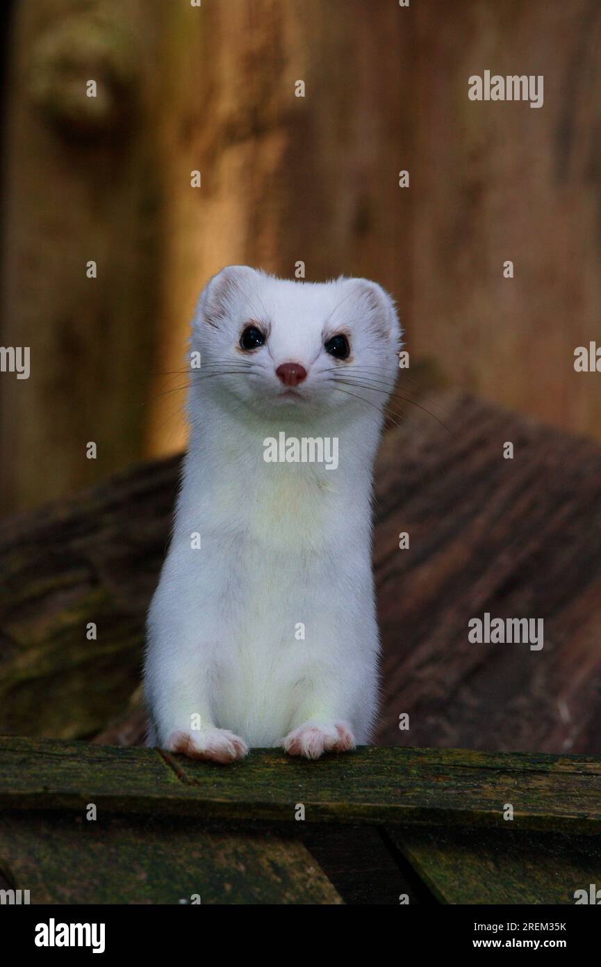 Stoat face hi-res stock photography and images - Alamy