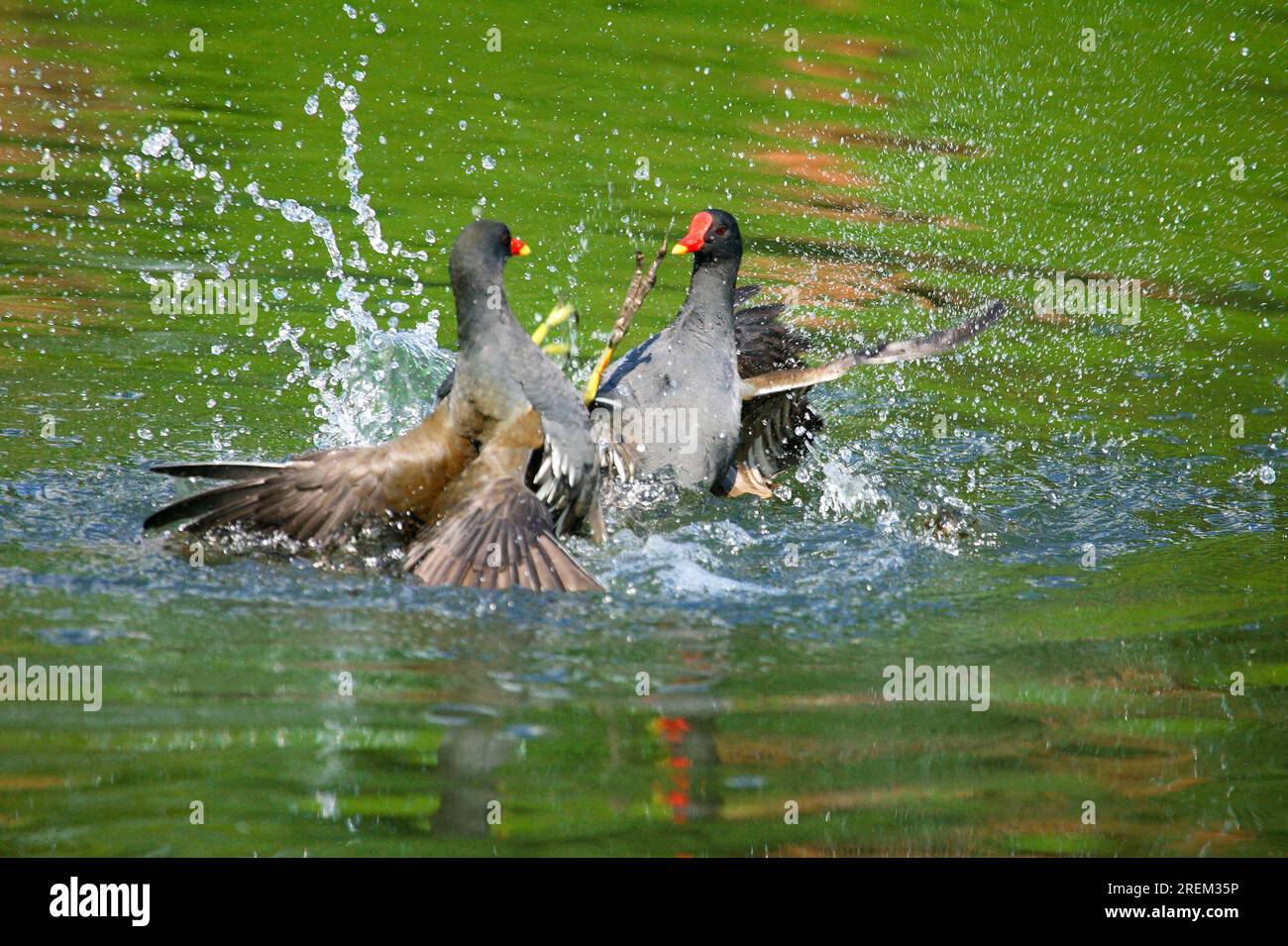 Two common moorhens hi-res stock photography and images - Alamy