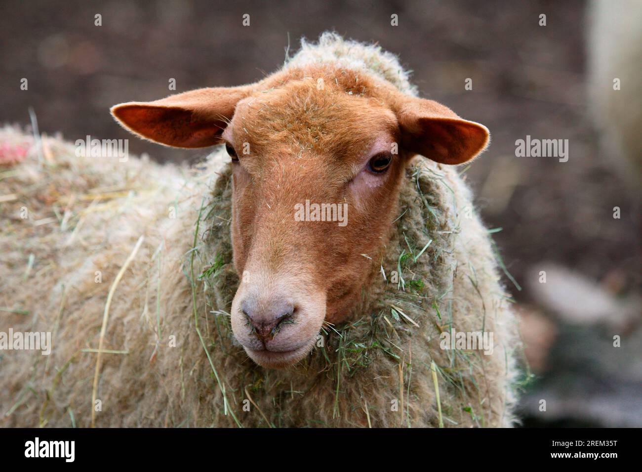 Coburger fox sheep, Coburger fox, sheep, sheep, domestic sheep Stock ...