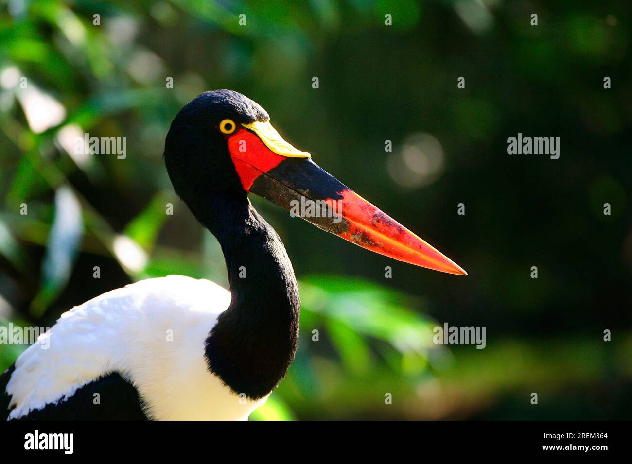 Saddle-bill Stork (Ephippiorhynchus senegalensis Stock Photo - Alamy