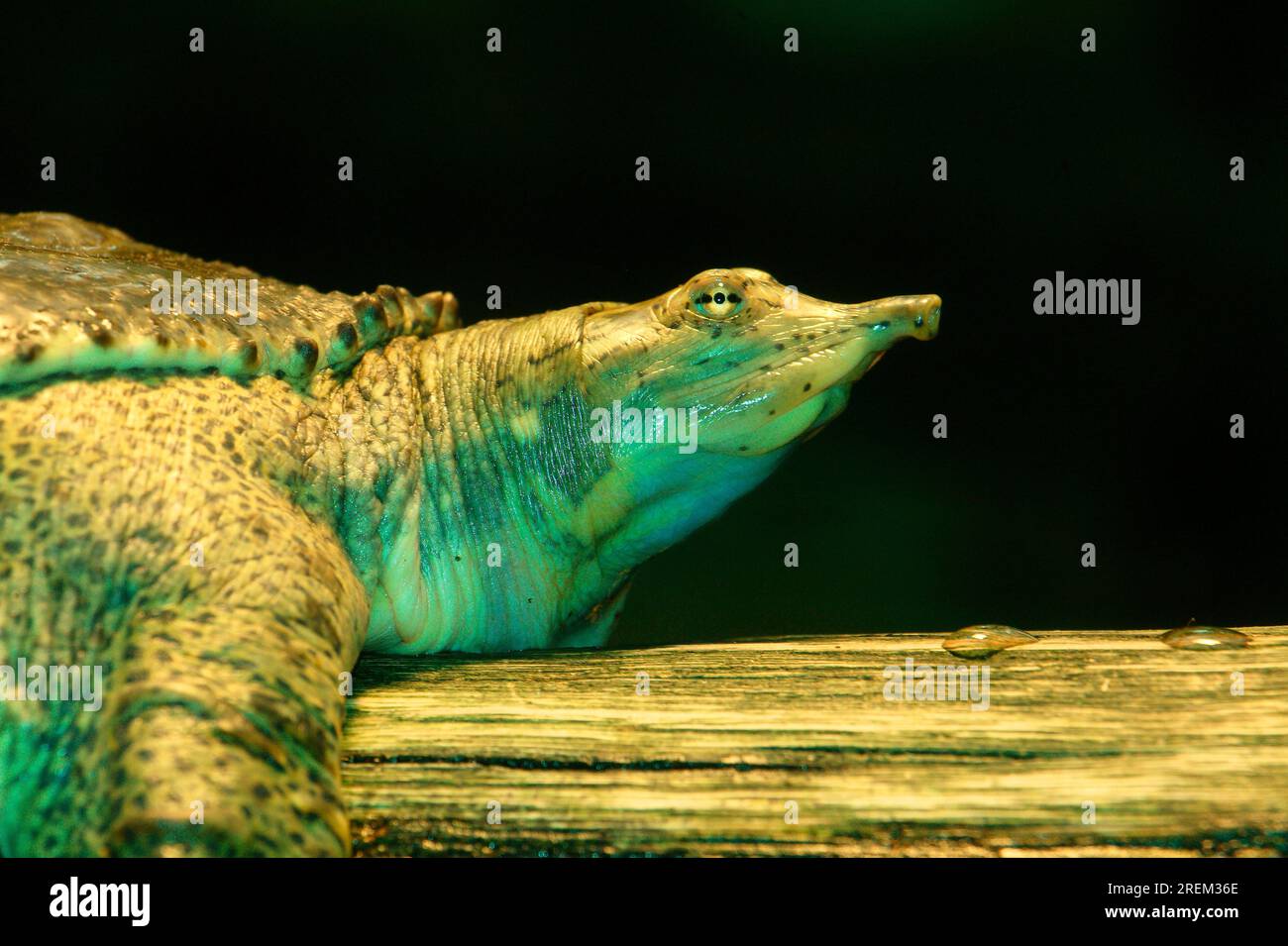 Trionyx spiniferus hi-res stock photography and images - Alamy