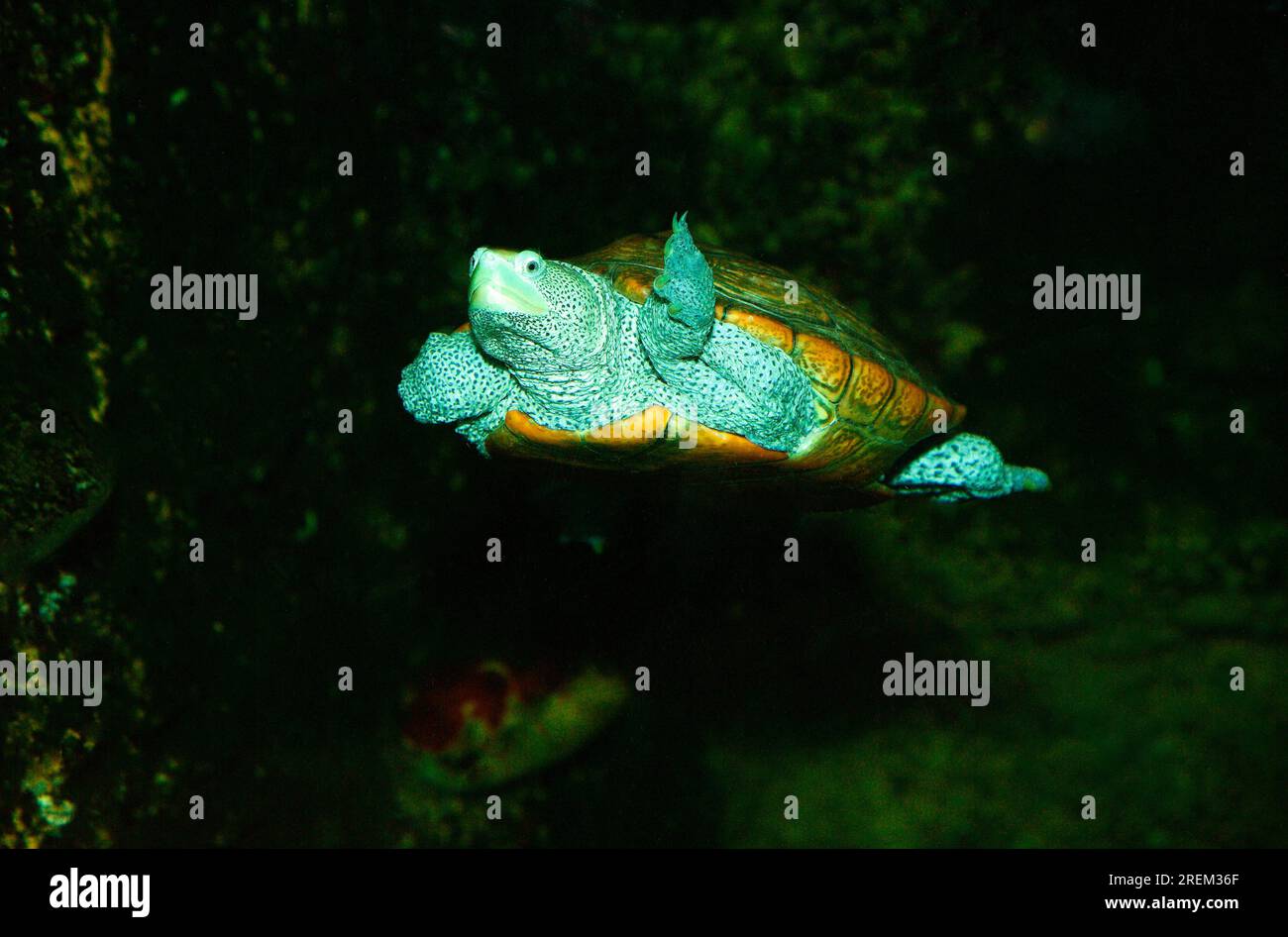 Diamondback Terrapin (Malaclemys terrapin Stock Photo - Alamy