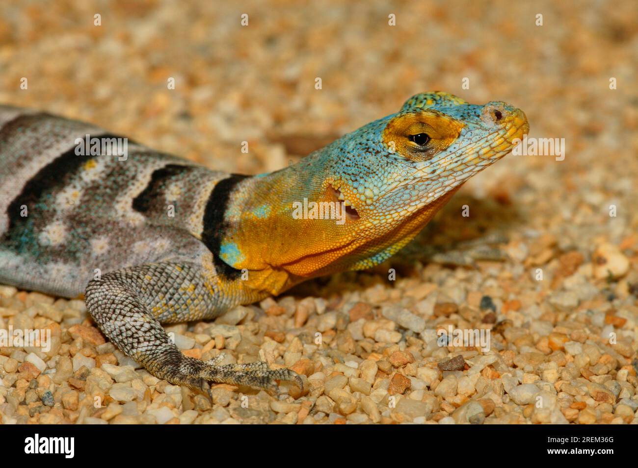 Baja Blue Rock Lizard (Petrosaurus thalassinus Stock Photo - Alamy