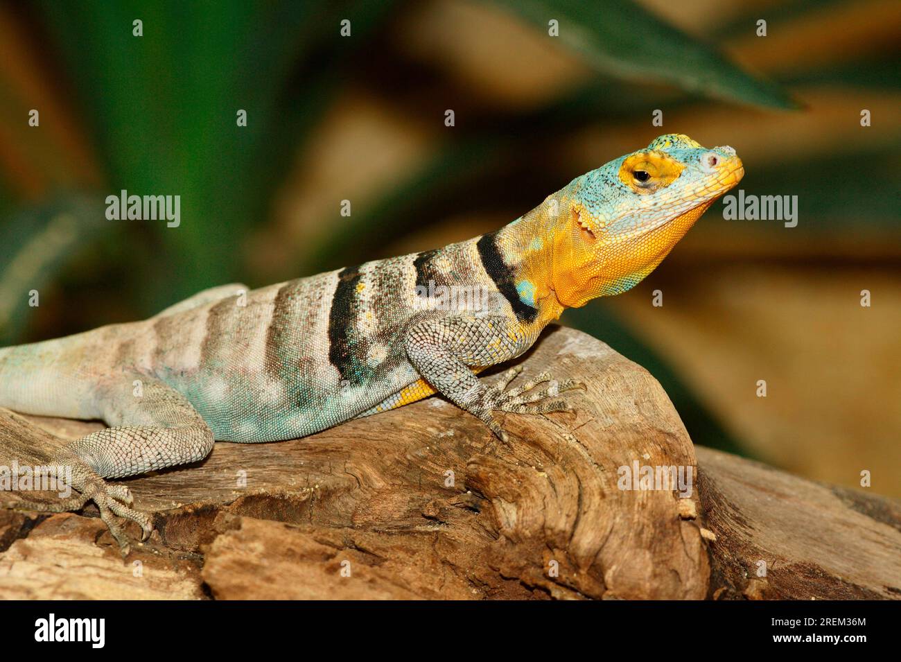 Baja Blue Rock Lizard (Petrosaurus thalassinus Stock Photo - Alamy