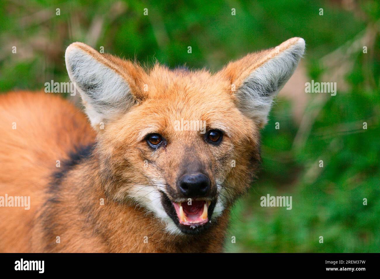 Maned wolf head hi-res stock photography and images - Alamy