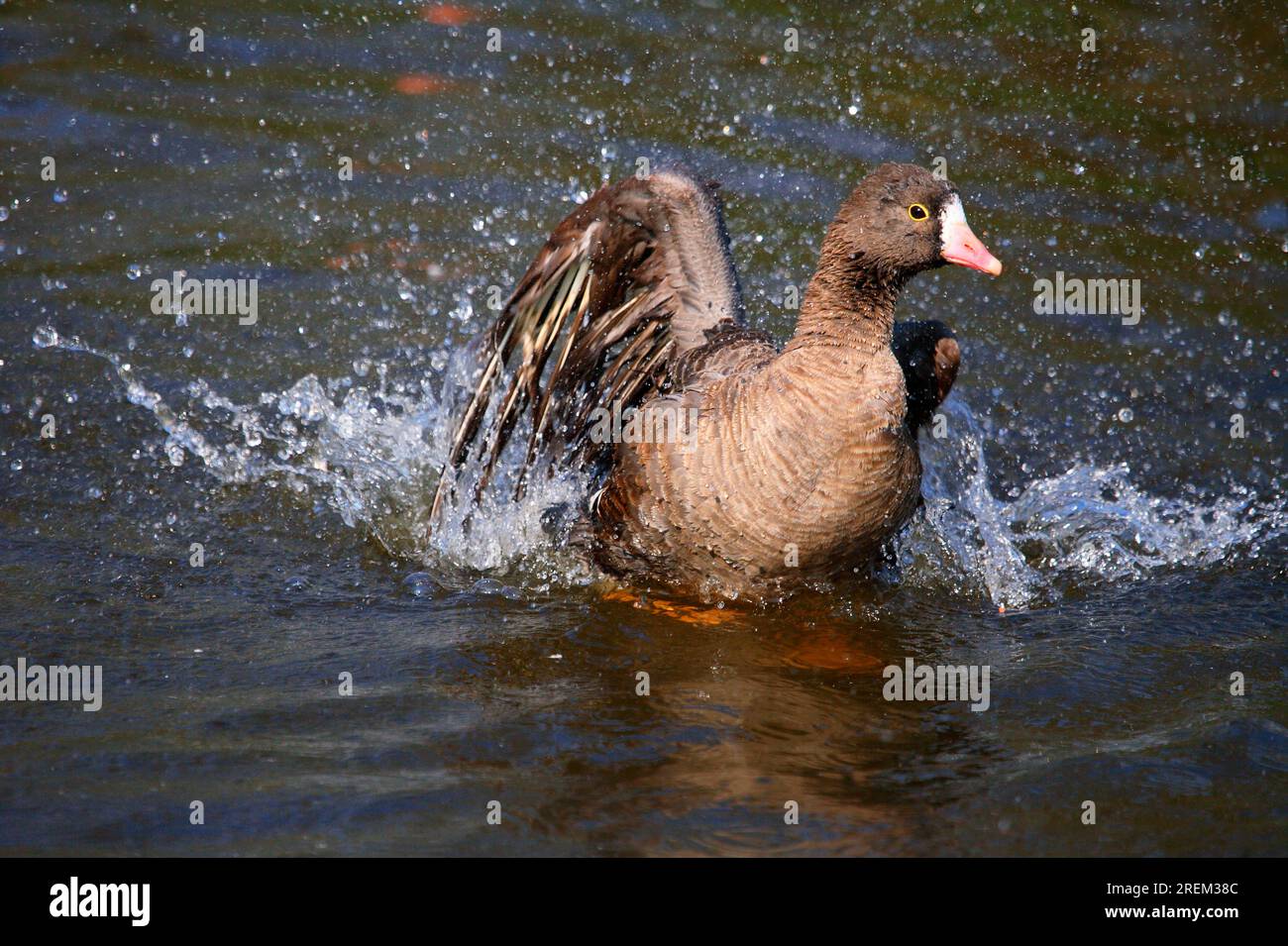 Lesser white fronted goose in germany hi-res stock photography and ...