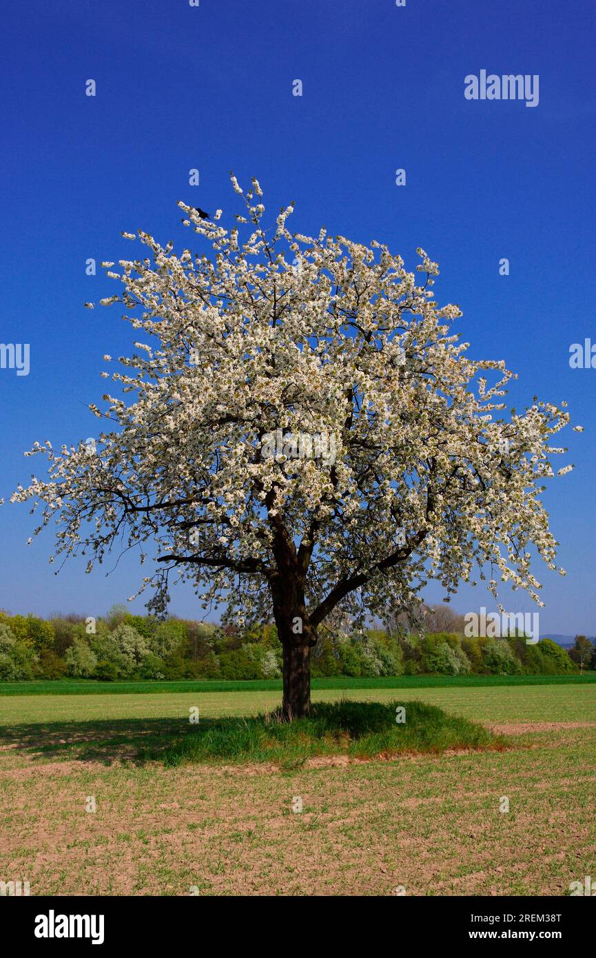 Pear tree, wild (Pyrus pyraster) pear Stock Photo - Alamy