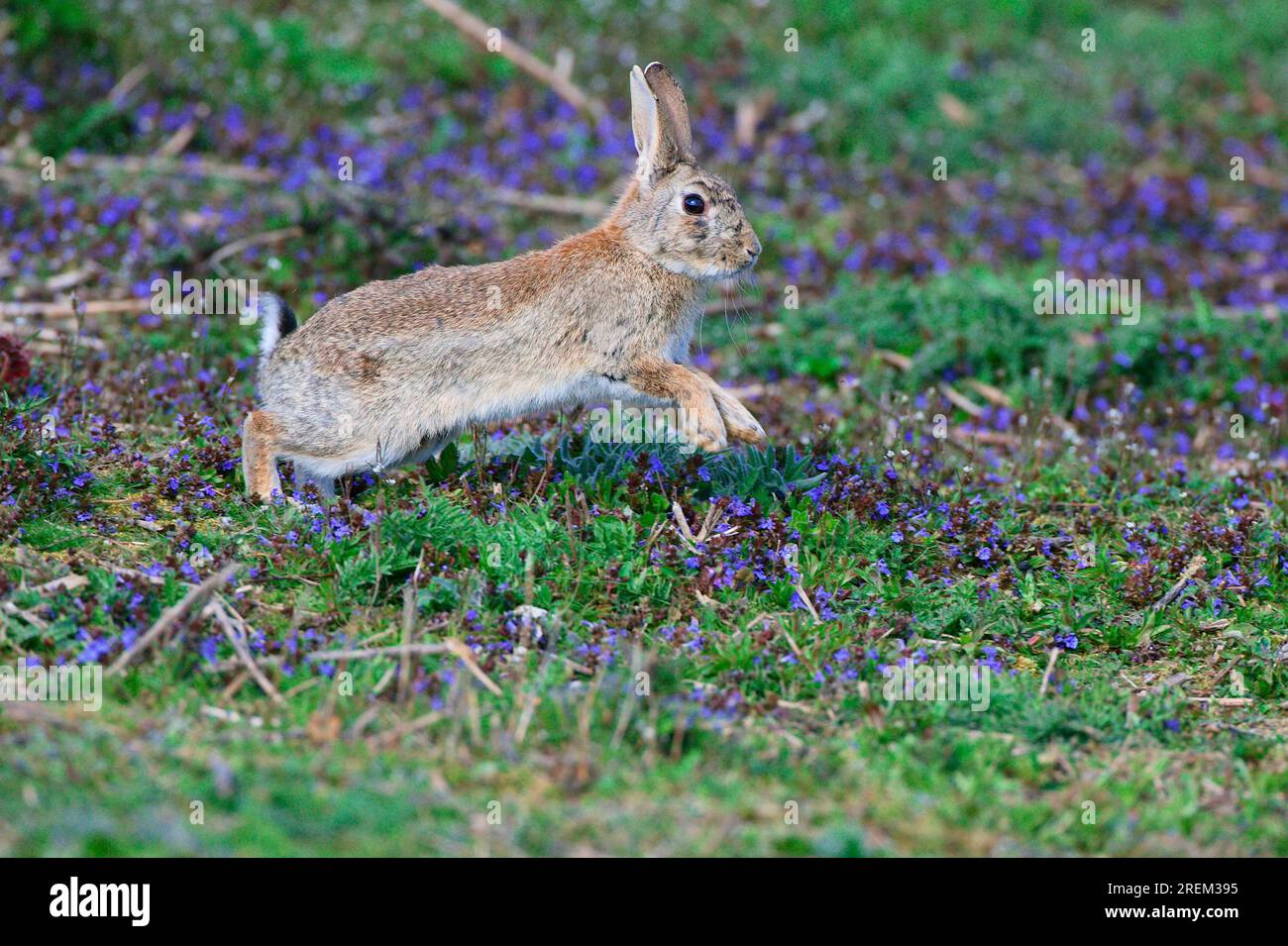 European Rabbit (Oryctolagus cuniculus), Germany Stock Photo - Alamy
