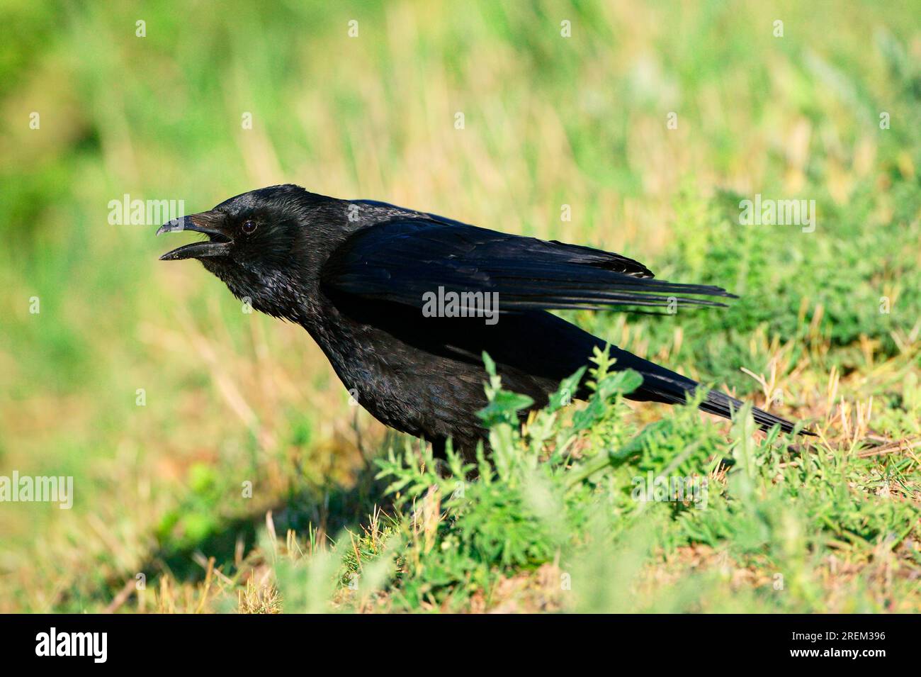 Raven crow (Corvus corone corone), Carrion crow Stock Photo - Alamy