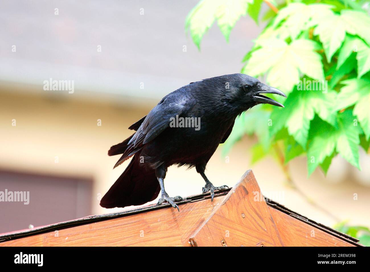 Raven crow (Corvus corone corone), Carrion crow Stock Photo - Alamy