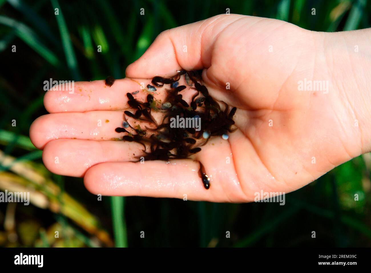 Agile Frog (Rana dalmatina), tadpoles in human hand, Germany Stock ...