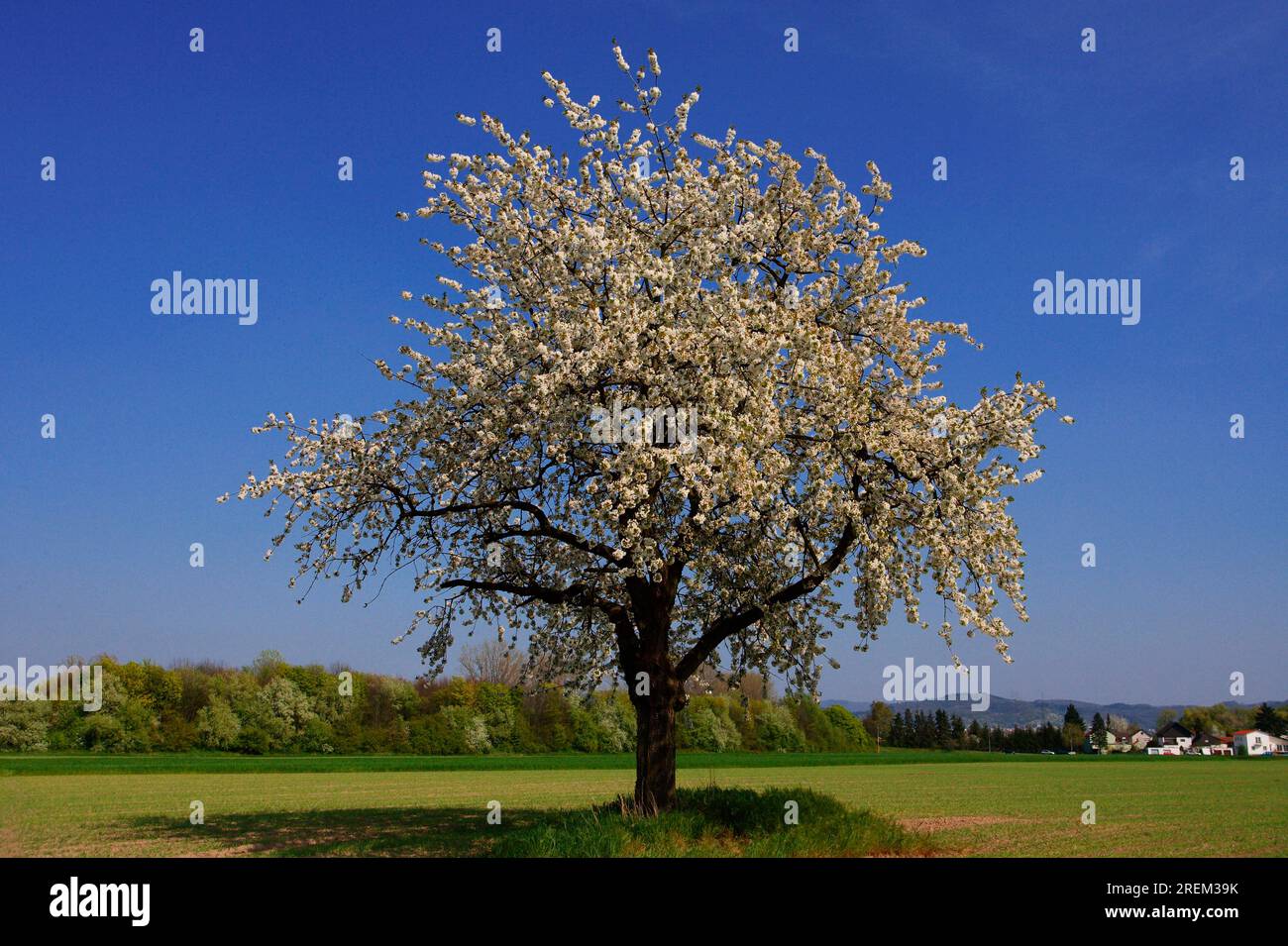 Pear tree, wild (Pyrus pyraster) pear Stock Photo - Alamy