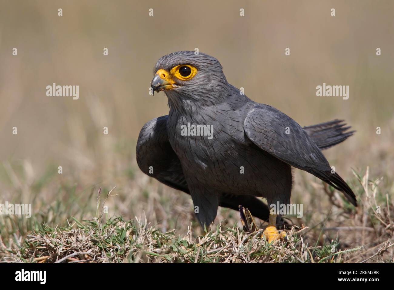 Grey kestrel (Falco ardosiaceus), Lake Nakuru National Park, Kenya ...