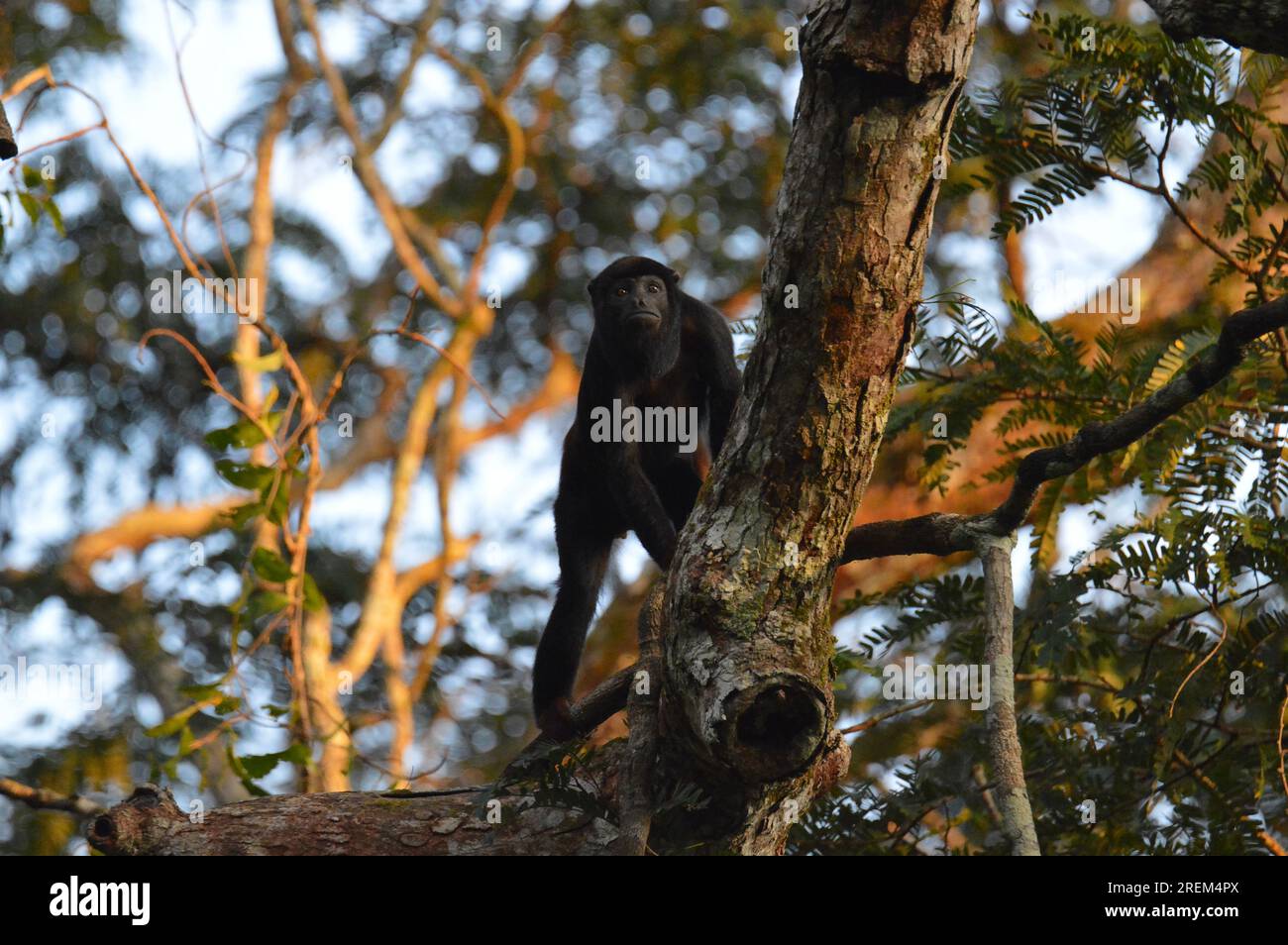 Red-handed howler monkey in a tree in the Amazon rainforest in Brazil ...