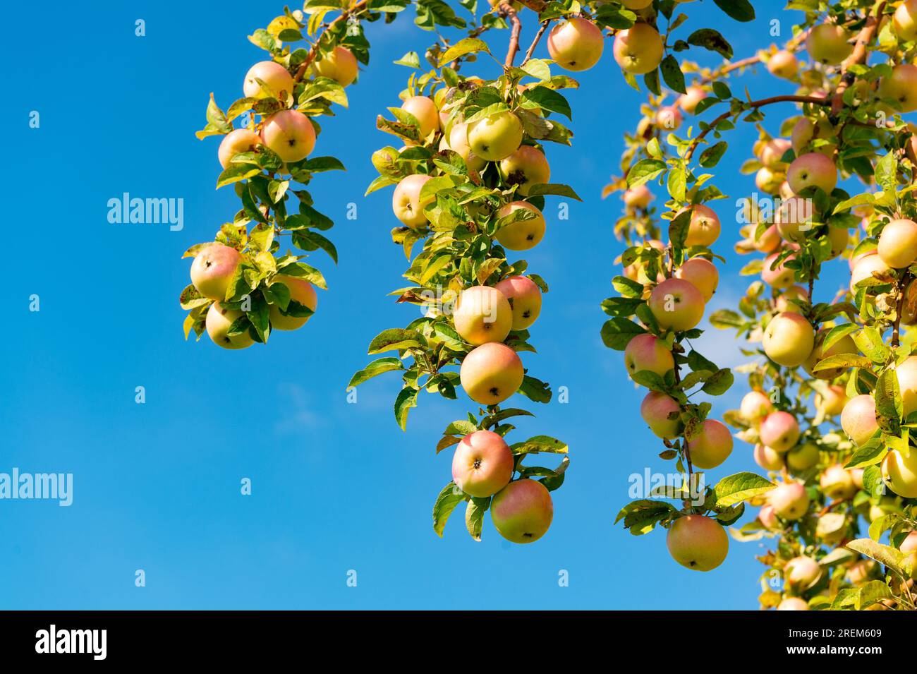orchard with ripe apple on branch with blue sky. orchard with ripe ...