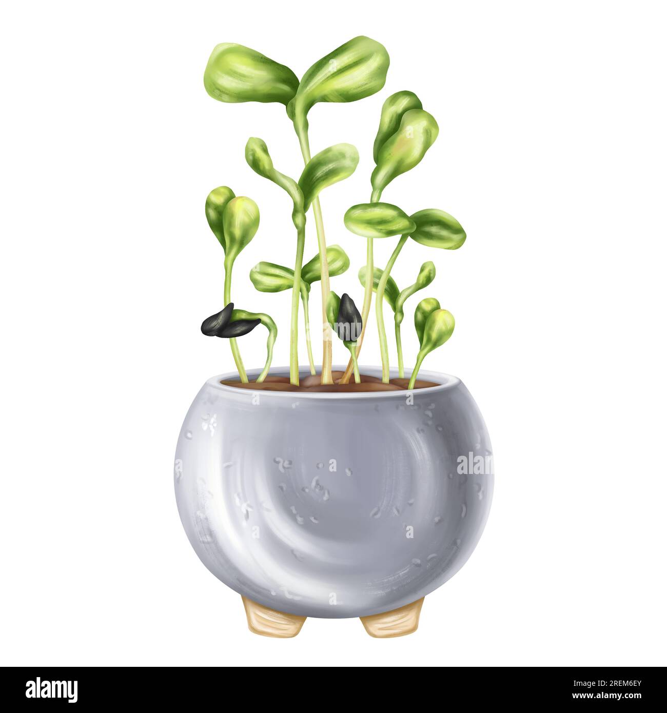 Young green germinating sunflower sprouts from sunflower seeds. A plant ...