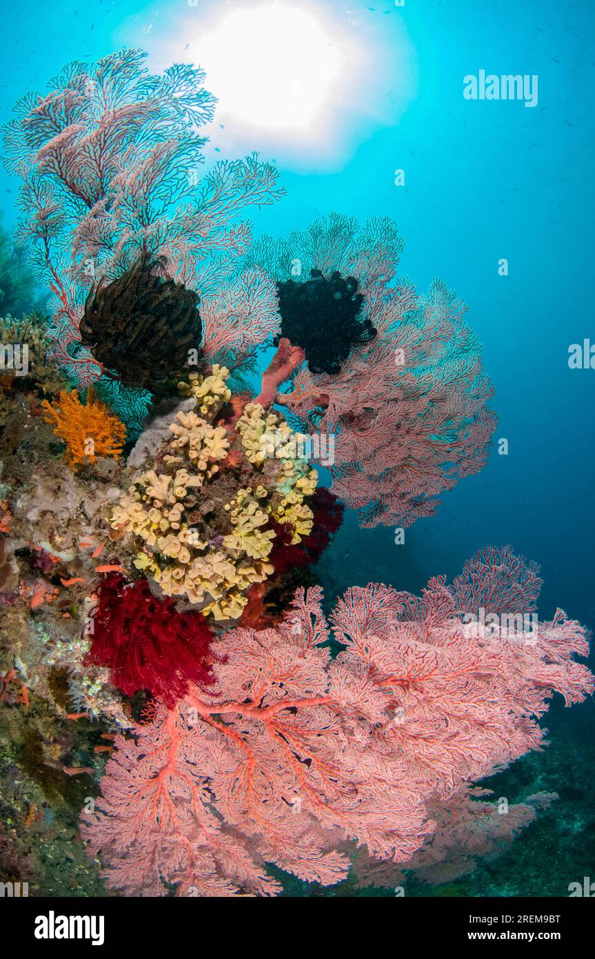 Sea Fan, Melithaea sp, with sun in background, Japanese Wreck dive site ...