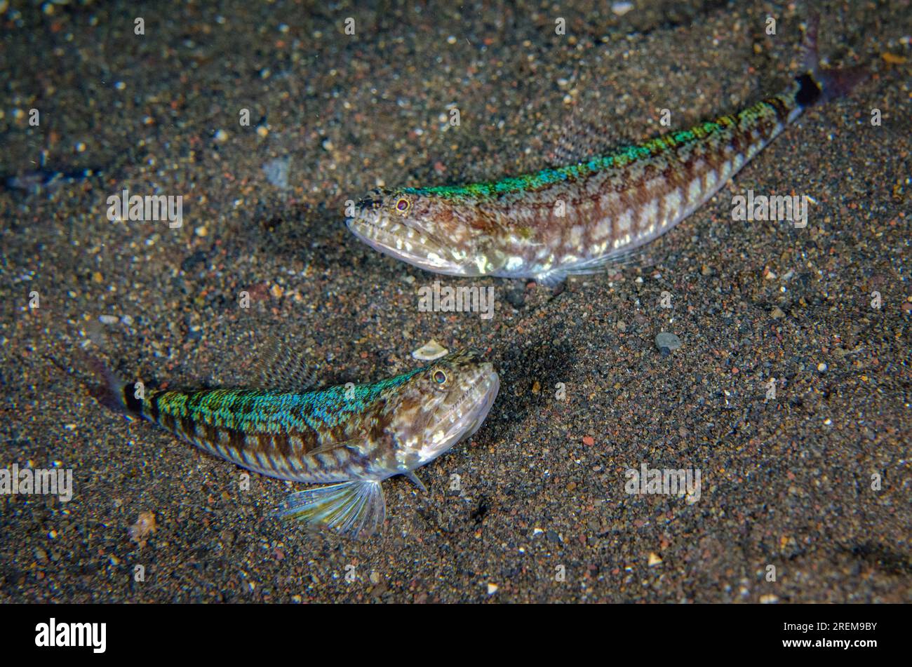 Pair of Reef Lizardfish, Synodus variegatus, Amed Beach dive site, Amed ...