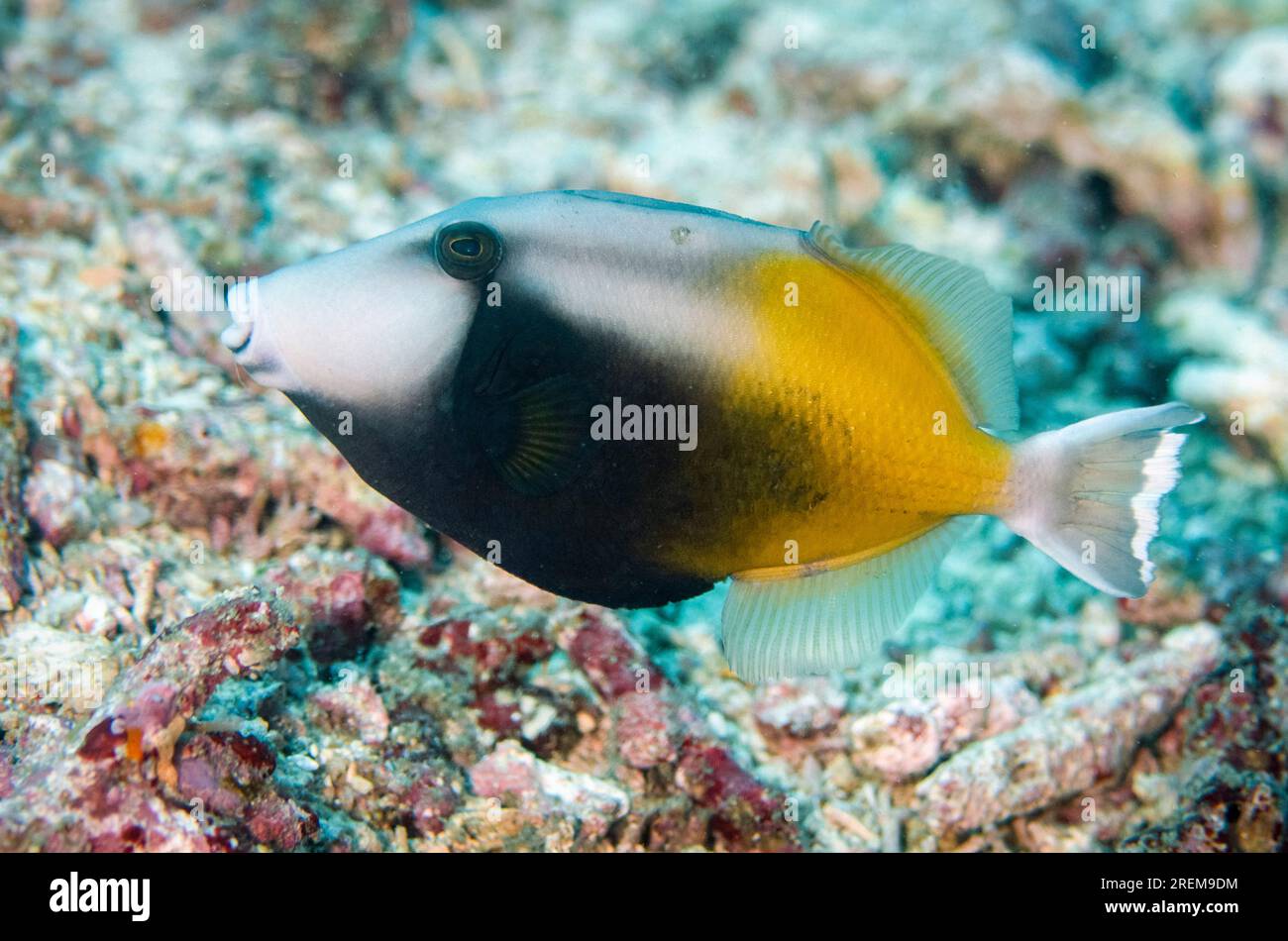 Halfmoon triggerfish hi-res stock photography and images - Alamy