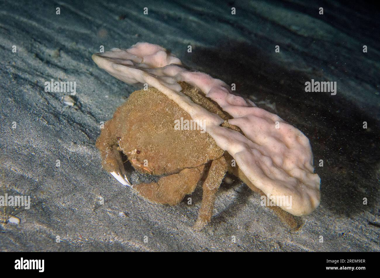 Sponge crab hi-res stock photography and images - Alamy