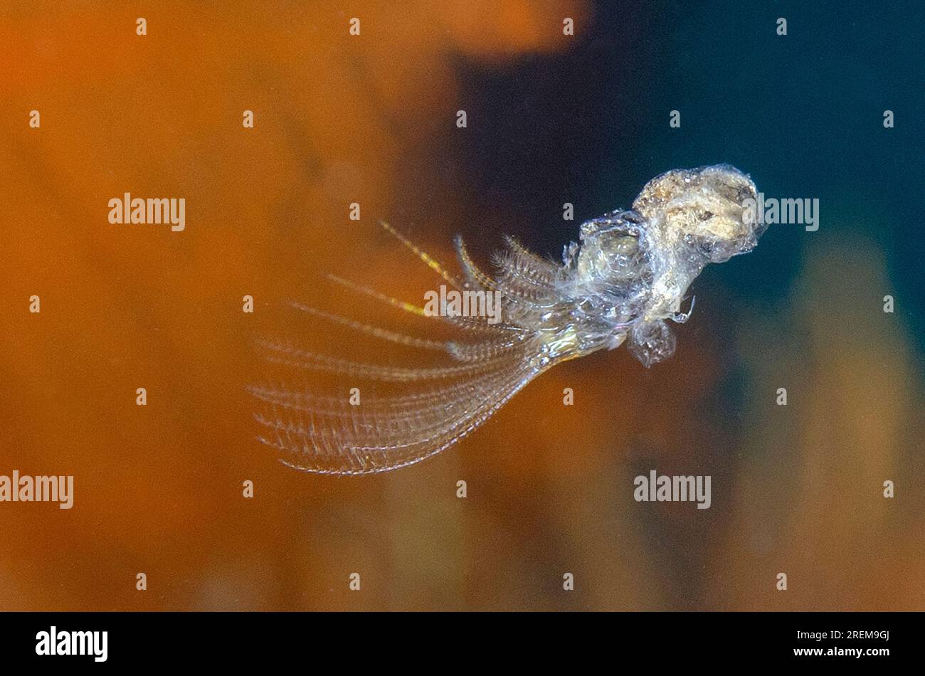 Swimming class hi-res stock photography and images - Alamy