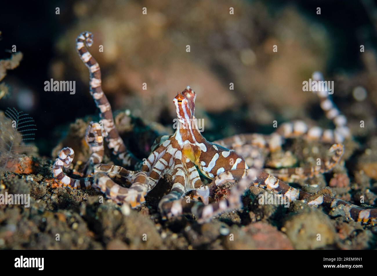 Wunderpus Octopus, Octopus photogenicus, raising tentacles, Segara dive ...