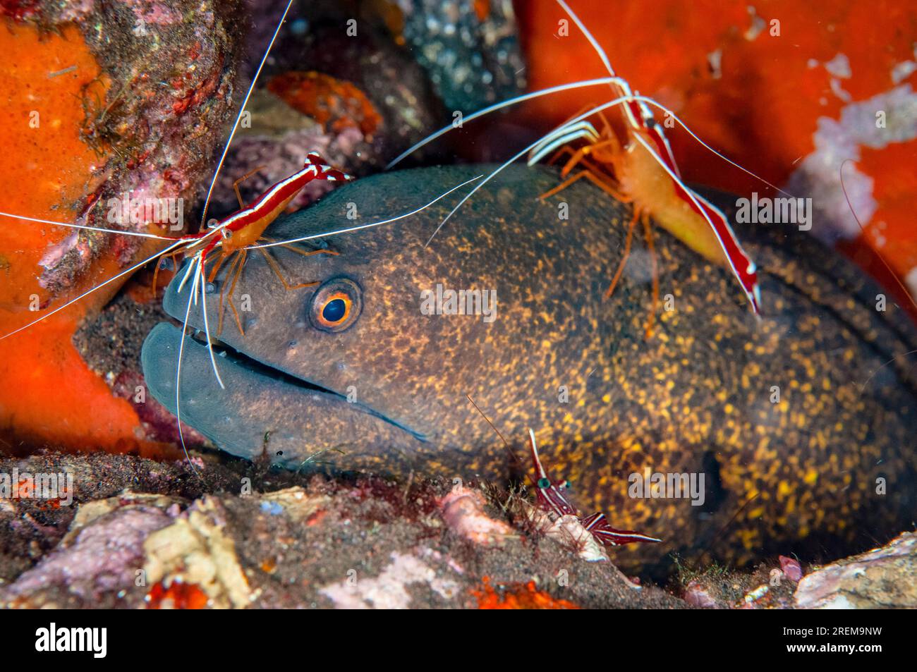 Yellow-edged Moray Eel, Gymnothorax flavimarginatus, being cleaned by ...