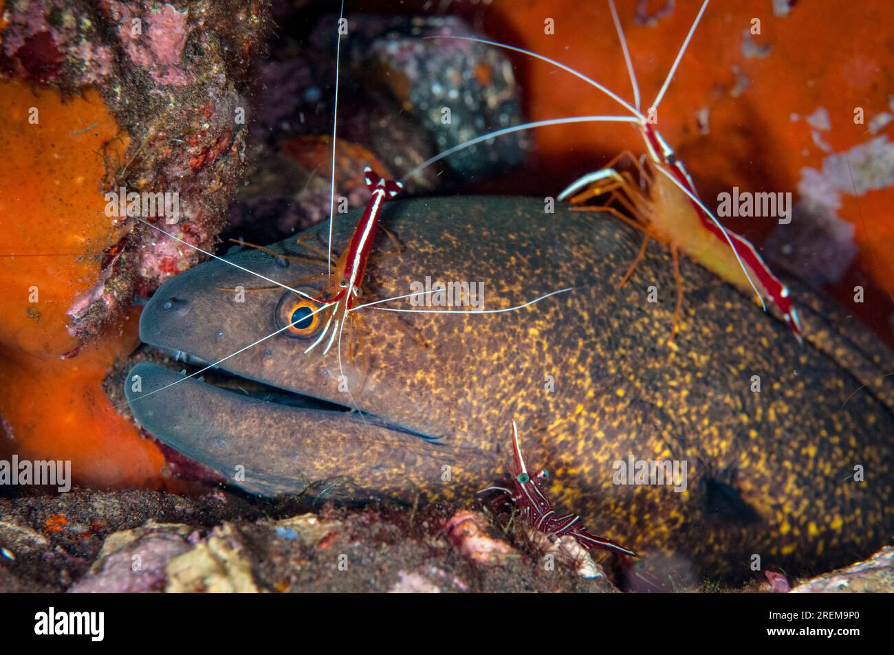 Yellow-edged Moray Eel, Gymnothorax flavimarginatus, being cleaned by ...