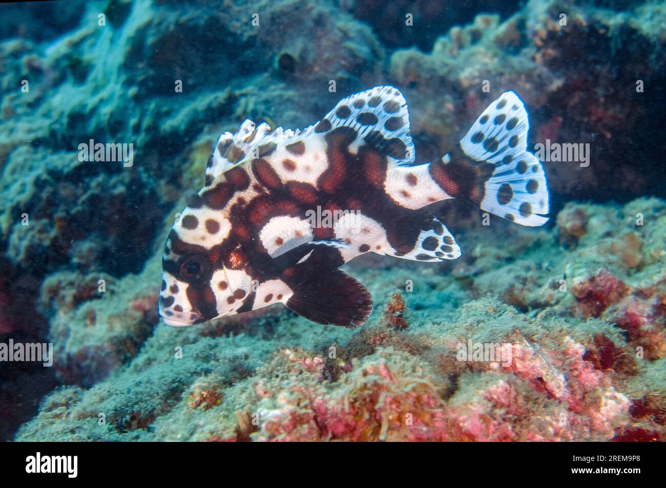 Sub-adult Many-spotted Sweetlips, Plectorhinchus chaetodonoides ...