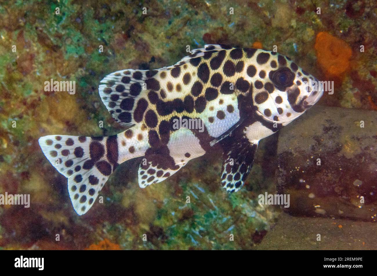 Flatworms hi-res stock photography and images - Alamy