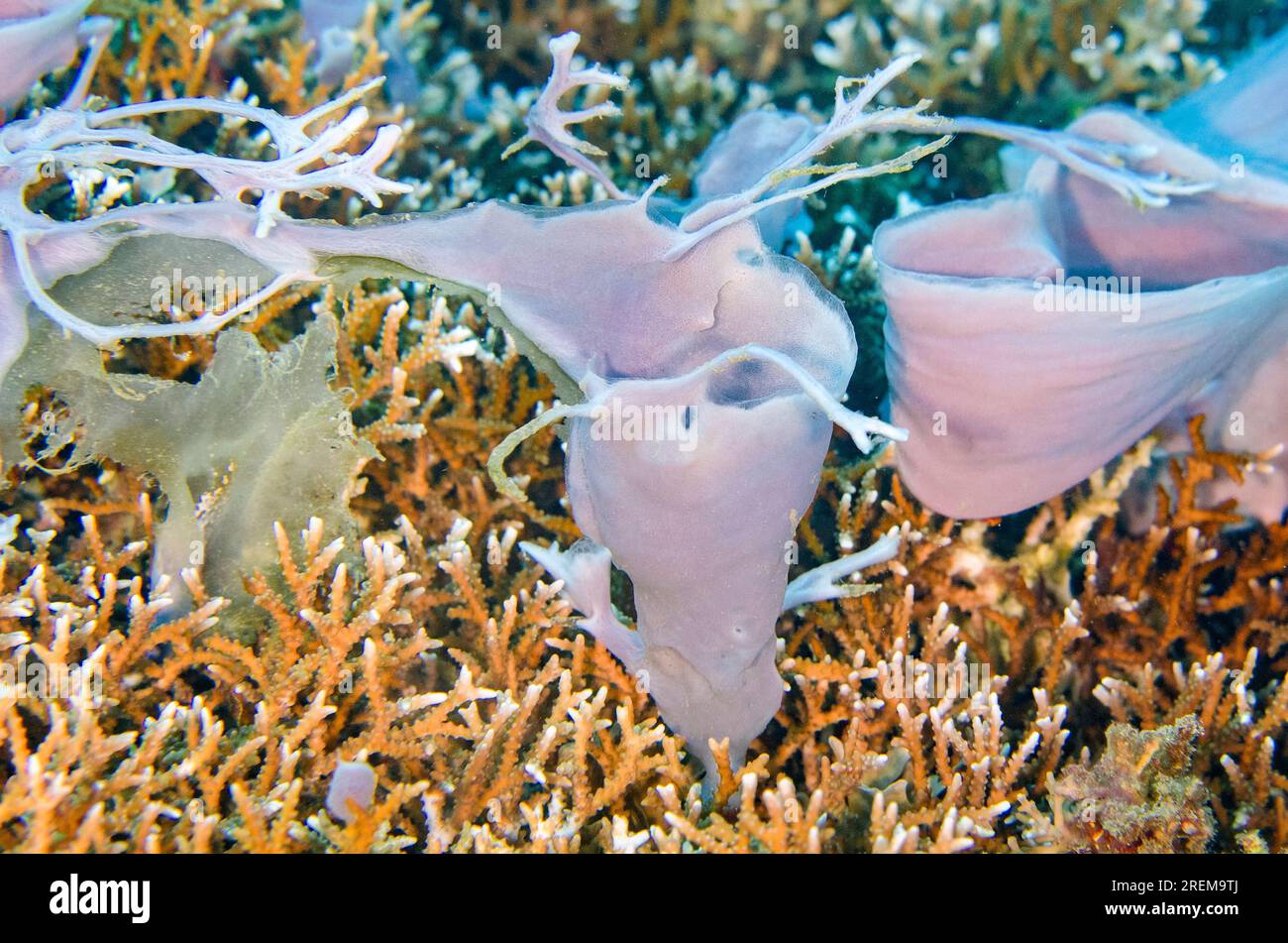 Phylum porifera hi-res stock photography and images - Alamy