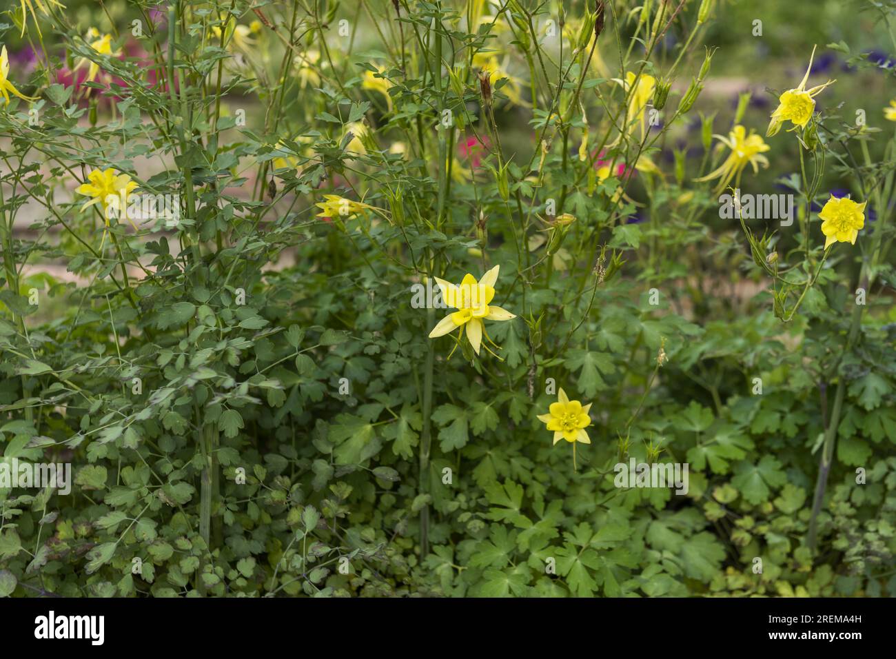Edible plants bouquet hi-res stock photography and images - Alamy