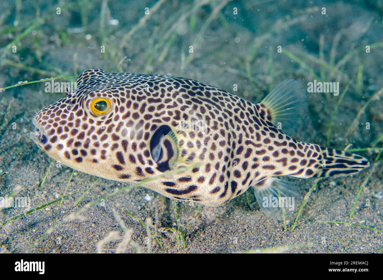 Star puffer fish hi-res stock photography and images - Alamy