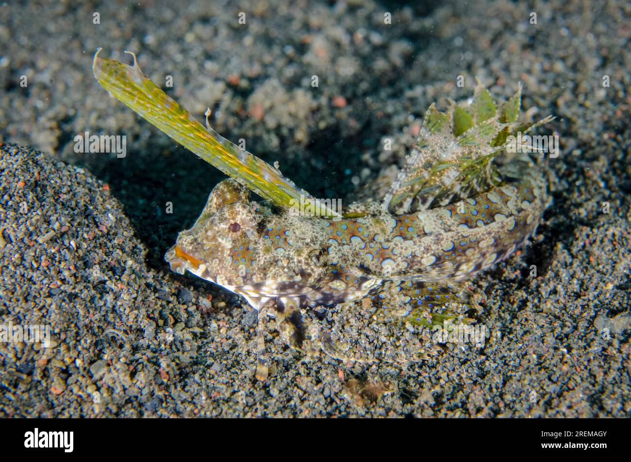 Subadult Orange and Black Dragonet, Dactylopus kuiteri, with extended ...