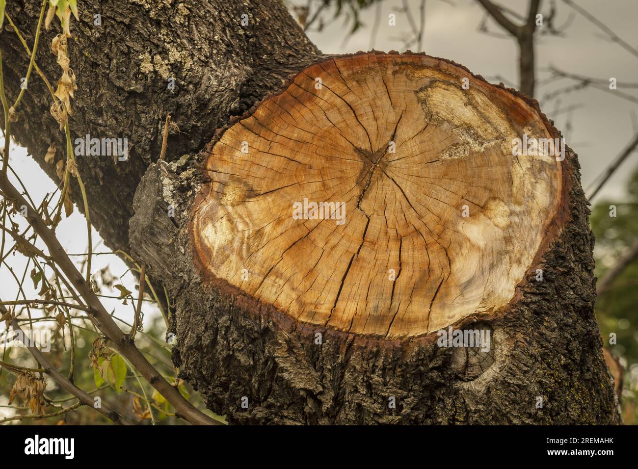 Cut of a wooden branch with many knots, veins and bark from a large ...
