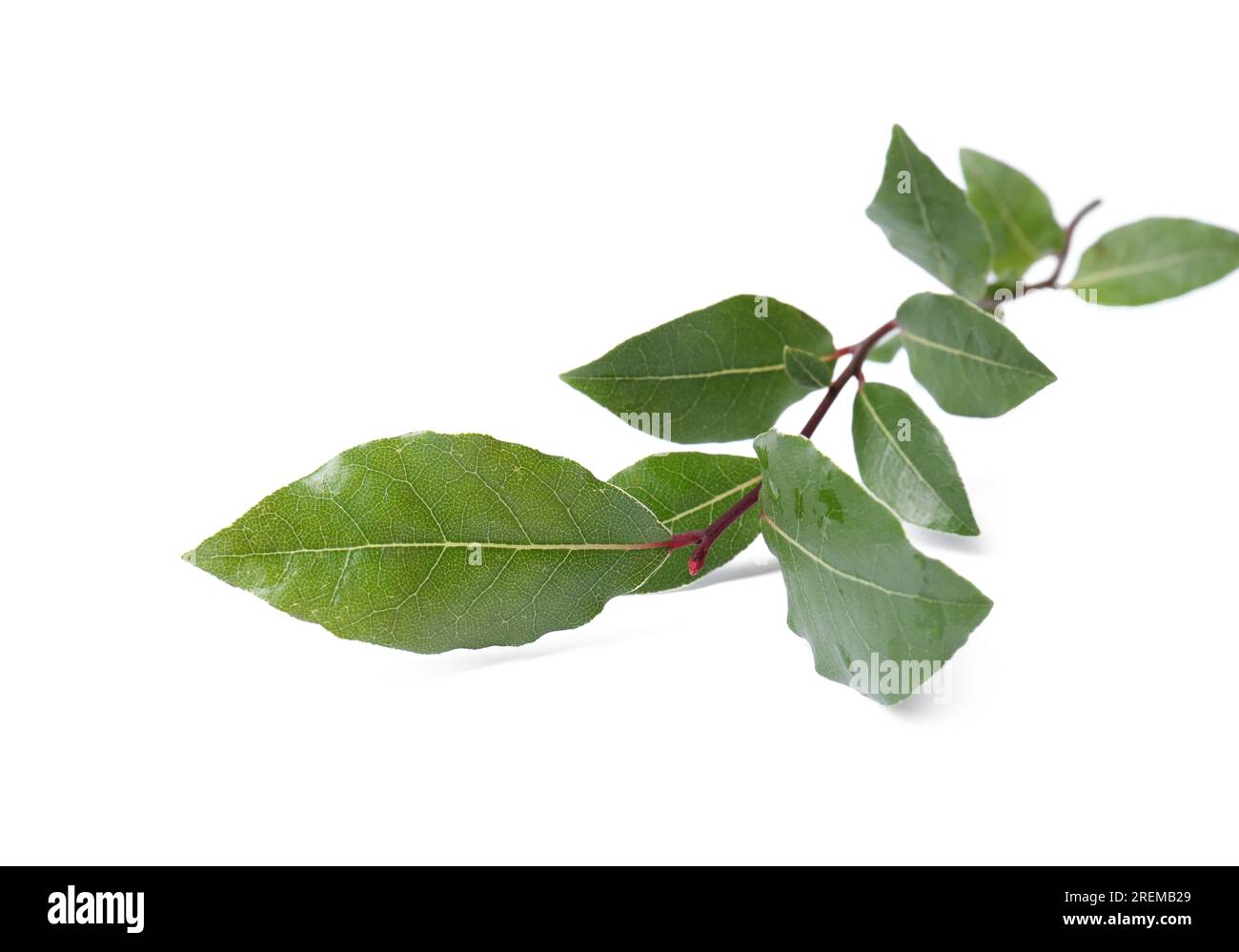Branch of fresh bay leaves on white background Stock Photo - Alamy