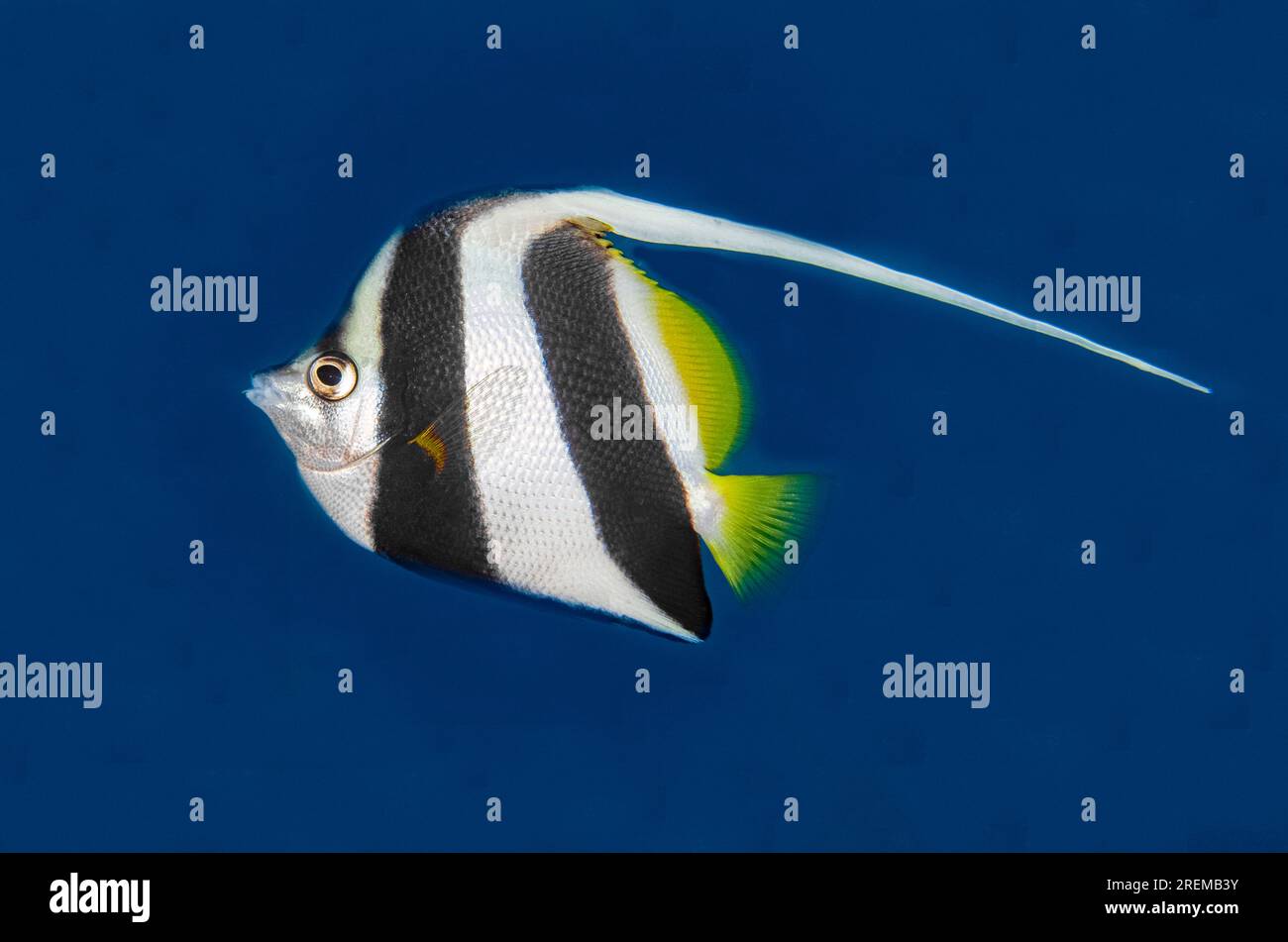 Longfin Bannerfish, Heniochus acuminatus, Puri Jati dive site, Seririt ...