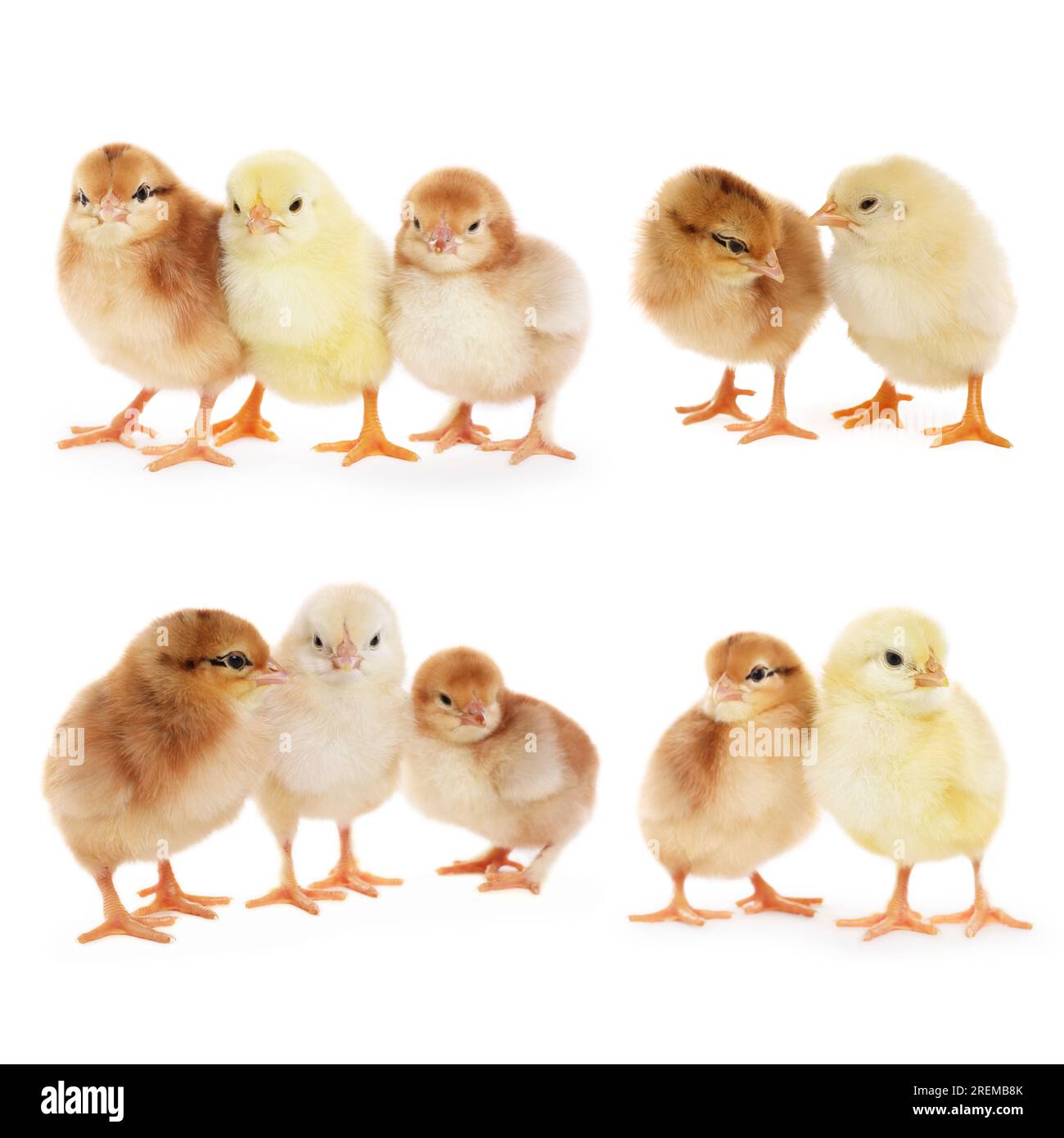 Cute baby chickens hi-res stock photography and images - Alamy