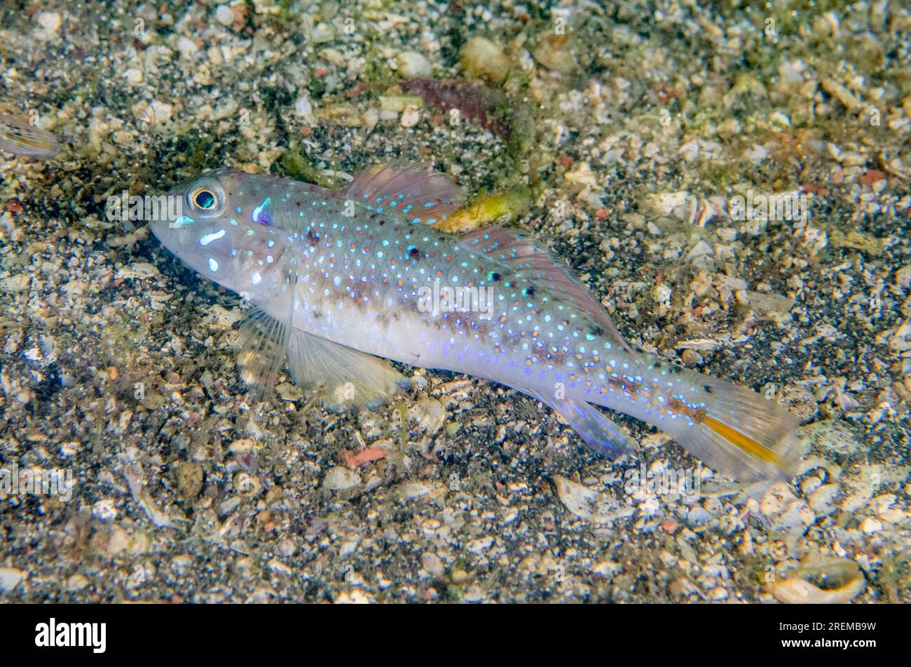 Triplespot goby hi-res stock photography and images - Alamy