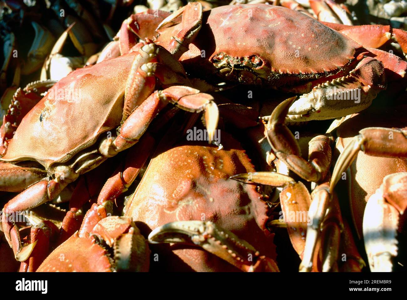 Display of Dungeness Crabs, Fisherman's Wharf, San Francisco ...